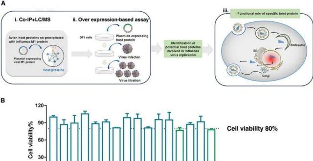 PSMD12介导M1泛素化调控A型流感病毒增殖_腾讯新闻