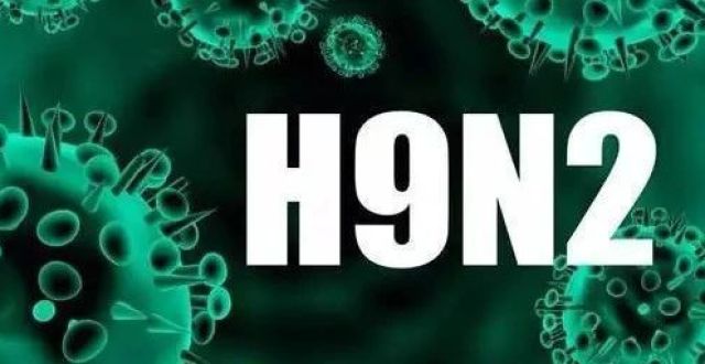 前沿速递｜最新研究发现H9N2流感病毒环境传播能力演化规律_腾讯新闻