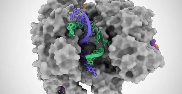 两篇Nature：发现新型CRISPR剪刀Cas12a2，切割单链DNA，还能核酸检测_腾讯新闻