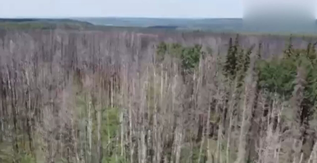 记者探访不列颠哥伦比亚省森林大火灾区_腾讯新闻