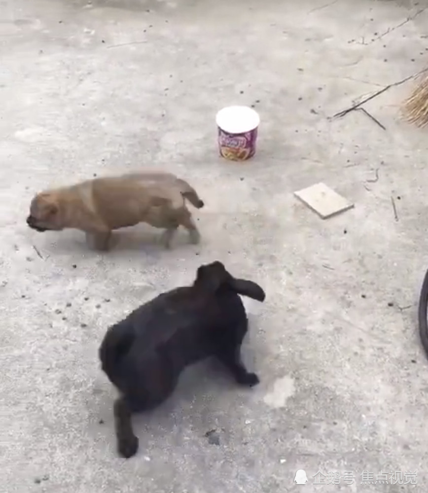 狗追兔子视频 陕西渭南狗追兔子视频_夜间骑摩托逮兔子视频