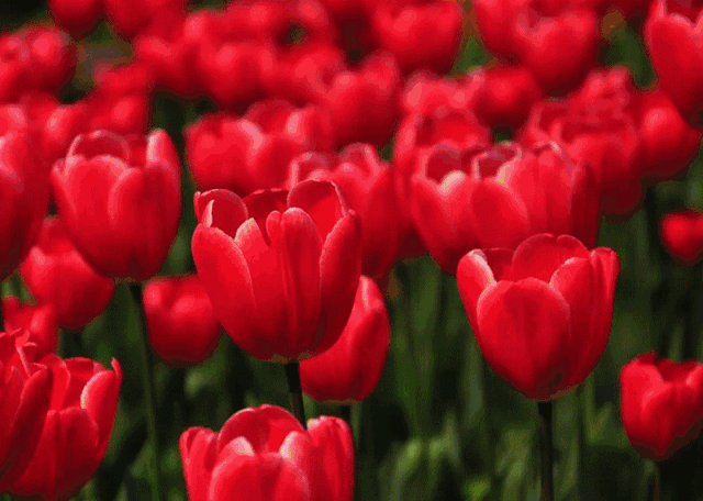 春暖花会开 gif摄影目睹鲜花盛开瞬间 - 动态图库网