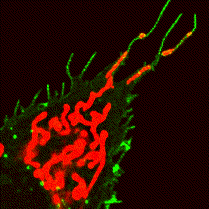 我们发现的这种新细胞结构，竟然是免疫细胞释放的“无人机”？ | 俞立_腾讯新闻