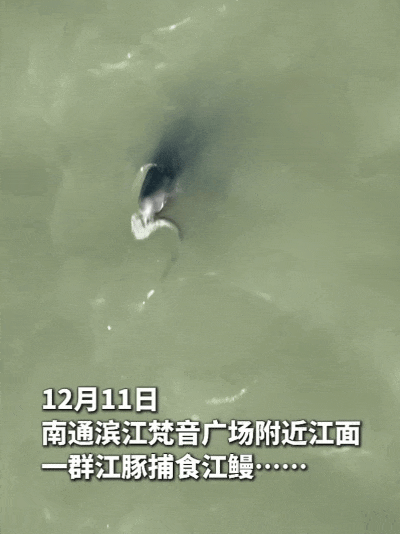 长江禁渔5年变化喜人：“米级”大鱼扎堆，江豚戏水捕鱼，实拍画面震撼_腾讯新闻