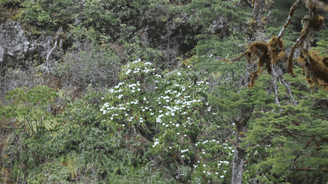 林芝桃花季的墨脱太绝了！高山杜鹃、雪景飞瀑……堪称春日秘境~_腾讯新闻