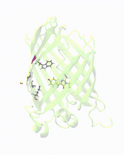 西湖大学研究团队两项最新发明 | 新型基因编码的荧光传感器Nelle和Thyone！开启细胞代谢与生理过程的全新视窗_腾讯新闻