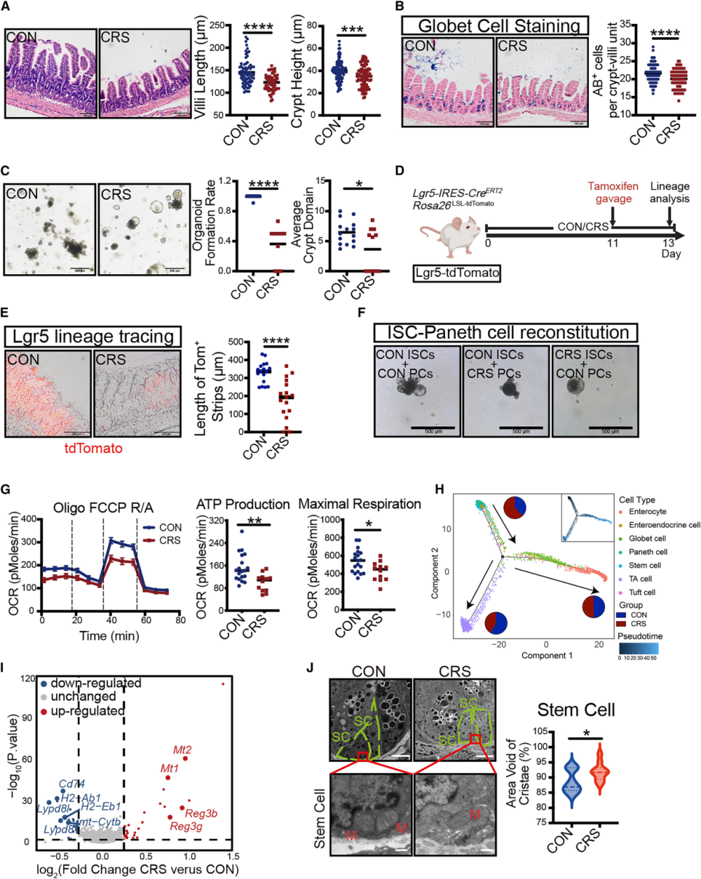AbMole小讲堂 |Acetylcysteine(NAC)：为何成为抗氧化研究高分文献的关键工具_腾讯新闻