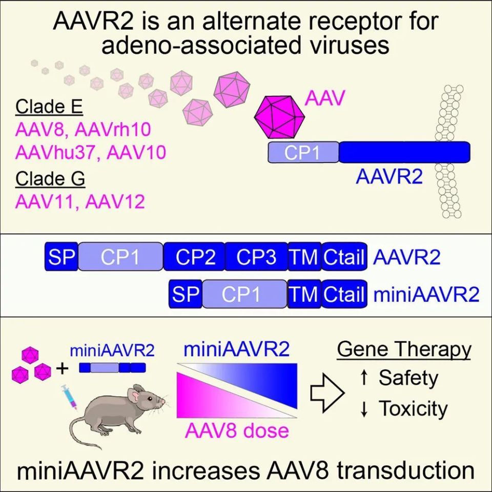 Cell：苏晓东课题组与合作者揭示AAV与新型受体（AAVR2）结合的分子机制 | Cell Press论文速递_腾讯新闻