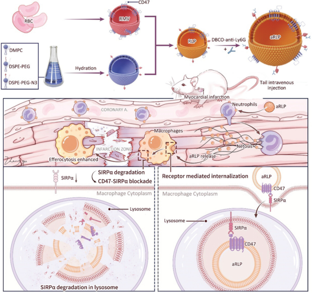 【Adv. Sci.】复旦大学葛均波/黄浙勇/宋亚楠揭示CD47-SIRPα免疫检查点抑制最新蛋白质降解策略_腾讯新闻