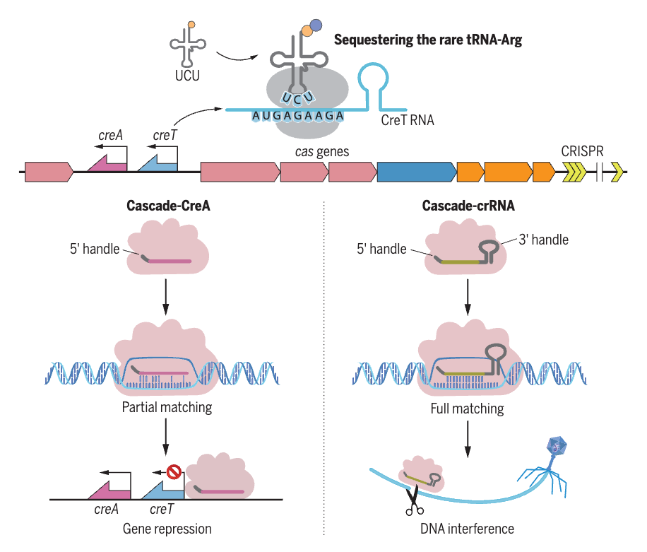 Cell子刊：李明/向华团队揭示CRISPR护卫RNA的全新生理功能_腾讯新闻