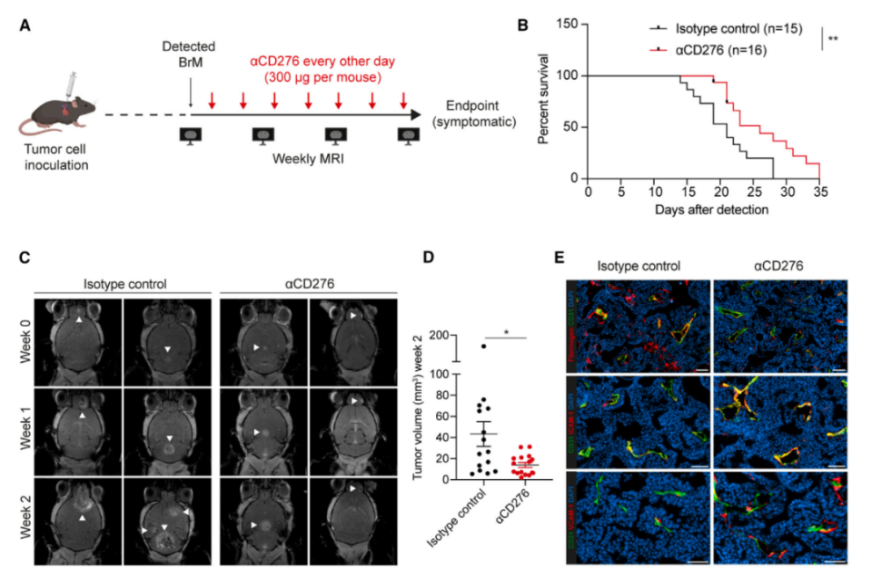 Cancer Cell：脑转移癌症治疗新靶点——CD276_腾讯新闻