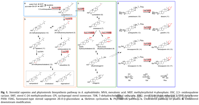 J. Adv. Res. | 广州中医药大学段礼新/刘中秋/季爱佳团队解析中药知母甾体皂苷生物合成基因功能_腾讯新闻
