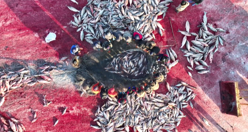 镇赉：哈尔淖冬捕喜提红网 单网收获鲜鱼20万斤_腾讯新闻