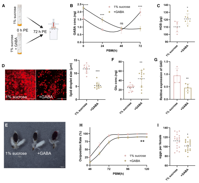 Cell Rep：东南大学揭示miR-7-GABA轴调控埃及伊蚊繁殖全程 | Cell Press论文速递_腾讯新闻