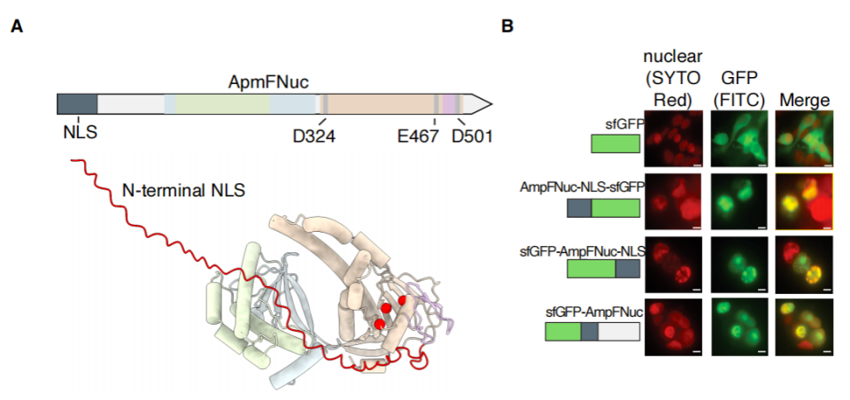 比张锋团队提前半个月，姜凯议等人全面解析真核生物中的CRISPR样系统——Fanzor_腾讯新闻