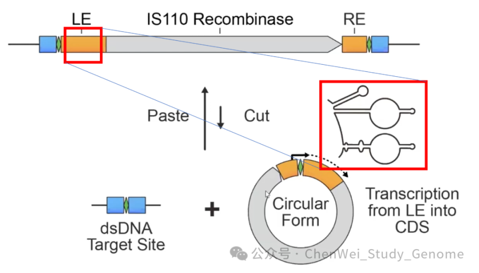【陈巍学基因】视频 131：Bridge RNA 做基因编辑_腾讯新闻