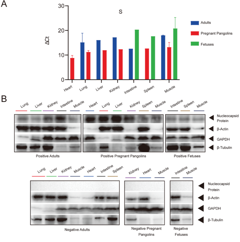 【前沿＆进展】继Nature之后，华南农业大学沈永义团队再发Plos Pathogens揭示马来穿山甲类新冠病毒的生物学特性_腾讯新闻