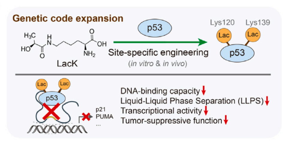 Cell：揭秘肿瘤中的乳酸化修饰！苏州大学周芳芳团队揭示AARS1通过乳酸化p53促进肿瘤发生_腾讯新闻