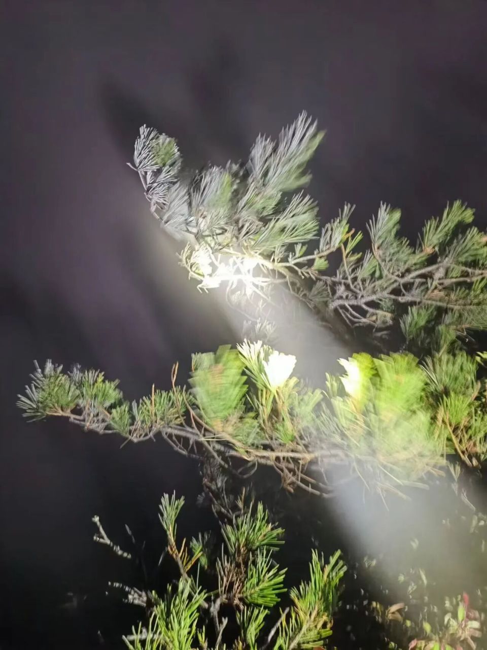 -4℃！福建迎来“断崖式”降温！泉州九仙山雾凇美景即将上线_腾讯新闻