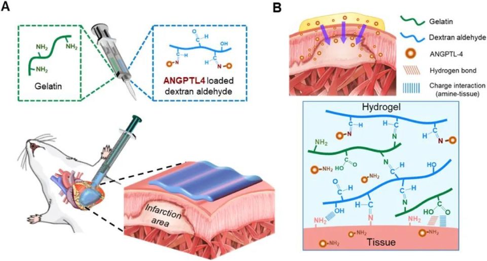 《Bioact. Mater.》可涂抹/缓释/粘附得水凝胶心脏补片用于梗塞心脏修复！_腾讯新闻