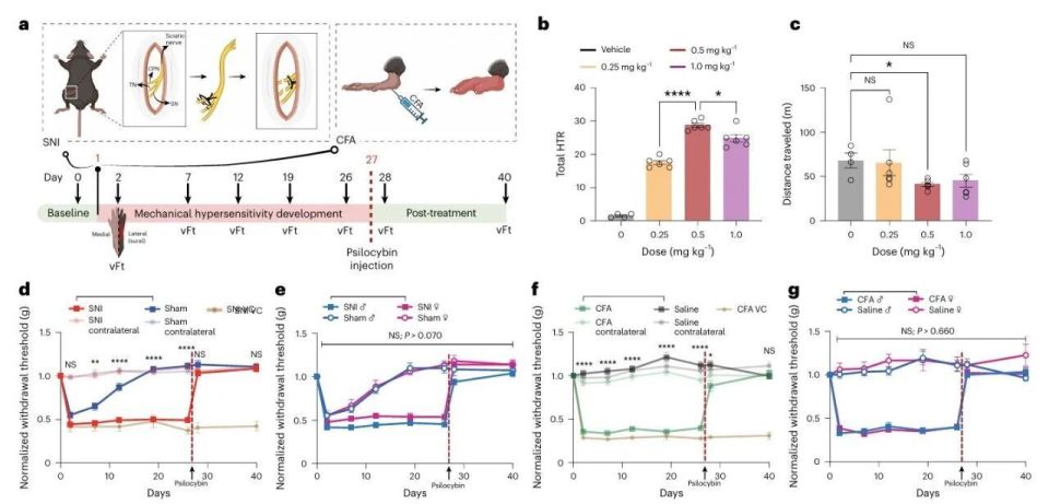 长期疼痛抑郁缠身怎么办？Joseph Cichon团队揭示裸盖菇素通过调控前扣带皮层5-HT受体快速长效缓解共病机制_腾讯新闻