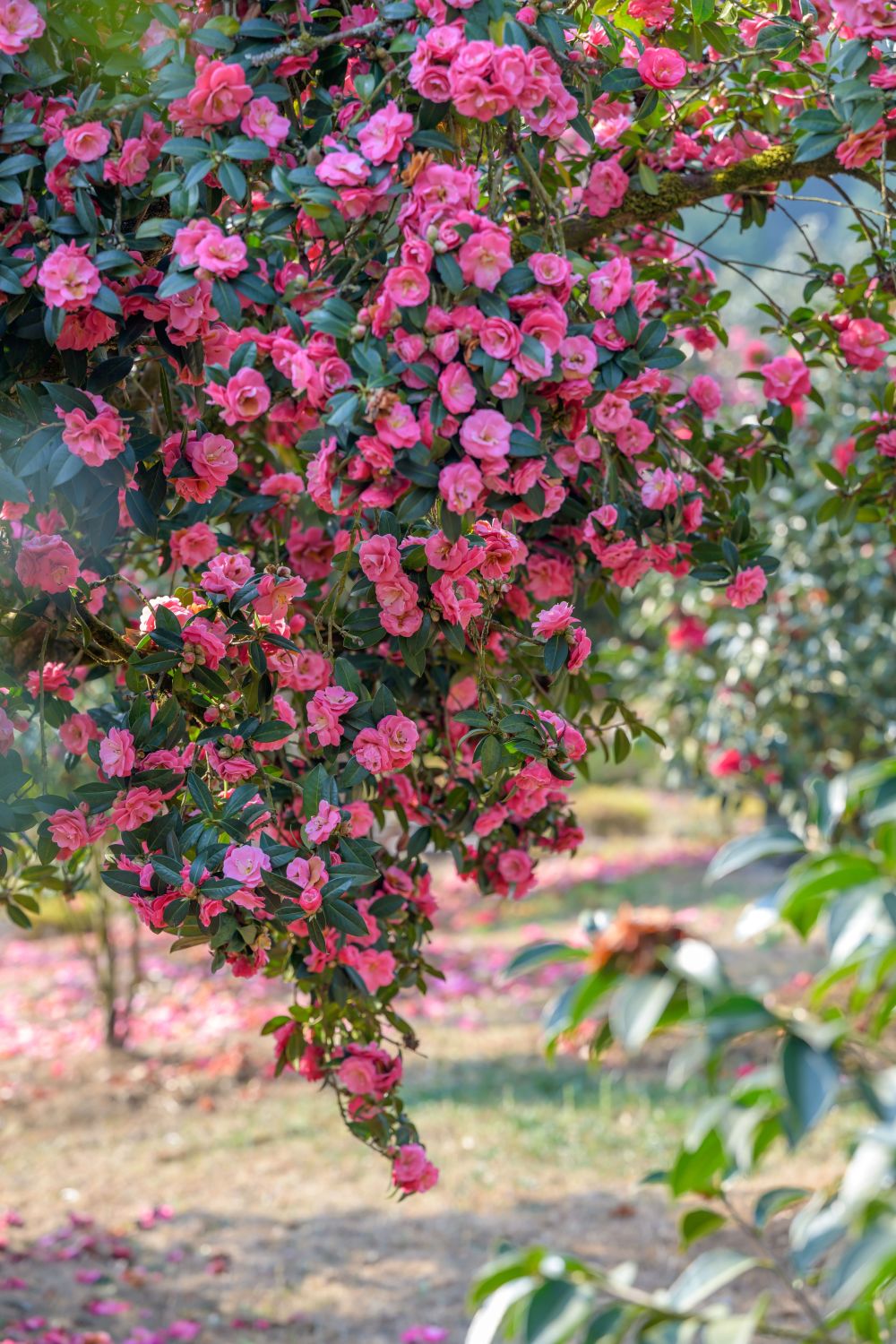 腾冲2026年度文旅活动主题发布，月月有惊喜！_腾讯新闻