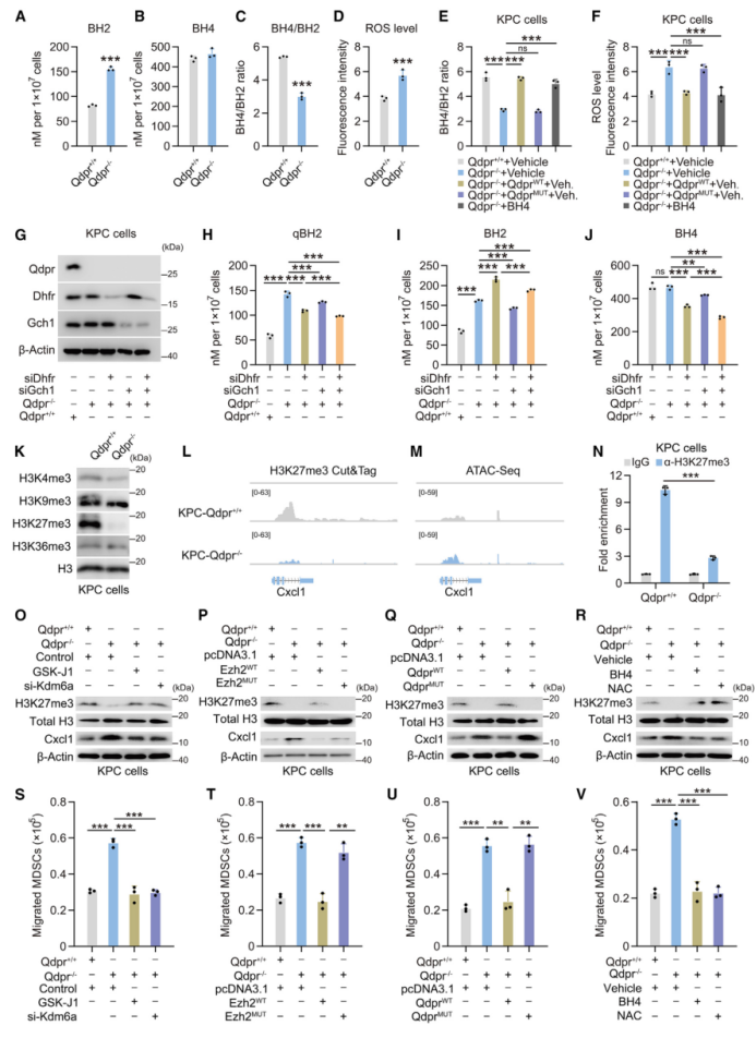 Cell Metab：中山大学林东昕院士团队靶向免疫抑制微环境，增强抗癌疗效_腾讯新闻