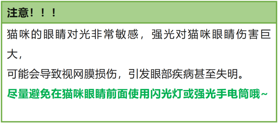 为什么猫咪的眼睛在晚上会发光？｜科到了_腾讯新闻