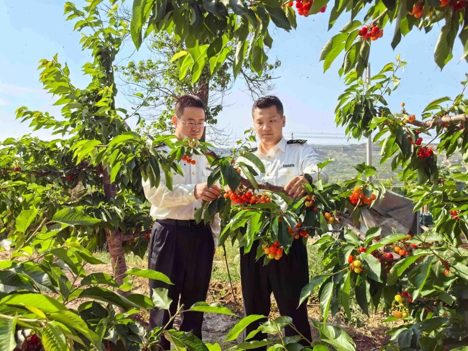 24小时鲜达海外！甘肃天水大樱桃实现首次出口_腾讯新闻