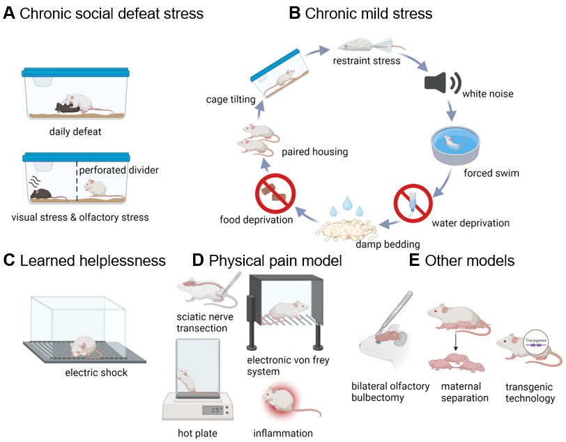 Neurosci Bull最新︱李龙、Scott J Russo：抑郁症的动物模型和神经环路框架_腾讯新闻
