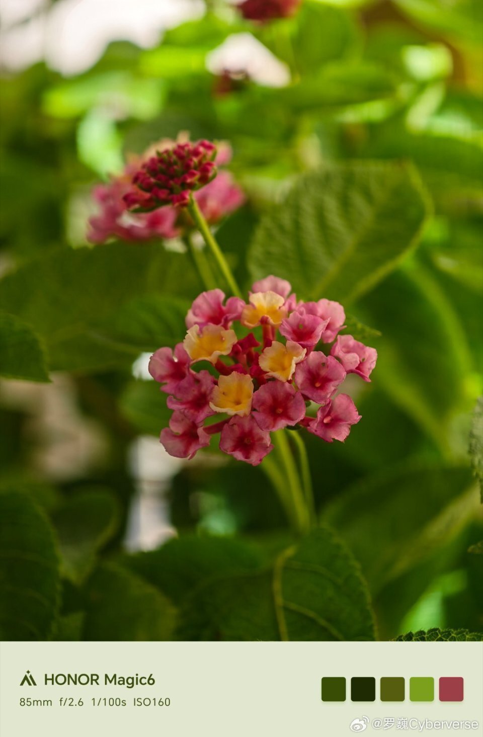 荣耀Magic8 Pro影像、解锁等曝光，罗巍晒AiMAGE影像新水印样张_腾讯新闻