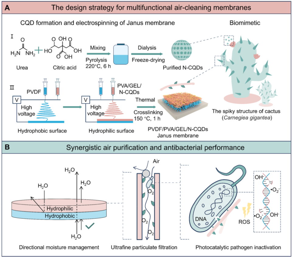 南工大ACS Nano：光活性Janus纳米纤维膜，实现高效空气净化与病原体灭活_腾讯新闻