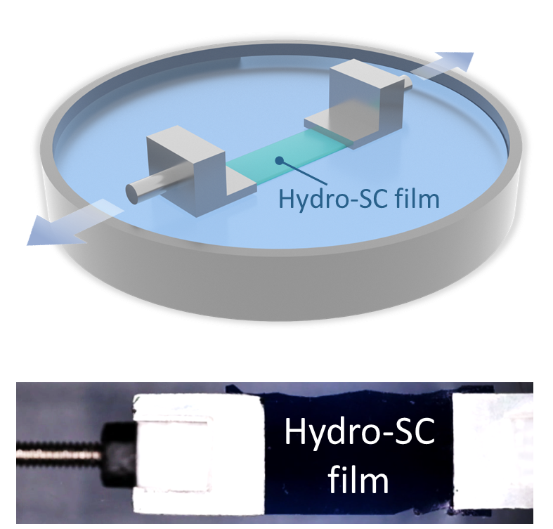 科学家制备高性能水凝胶半导体，兼具高迁移率和高柔软度，能实现生物组织与机器间的信息传输_腾讯新闻