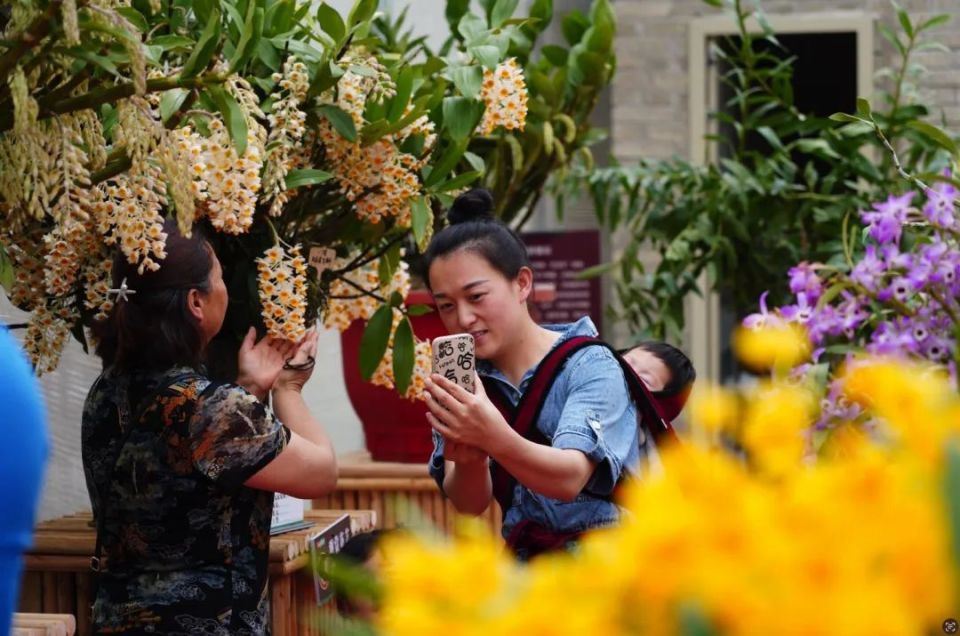 District helps Longling's dendrobe sector blossom丨200万盆鲜花璀璨绽放……_腾讯新闻