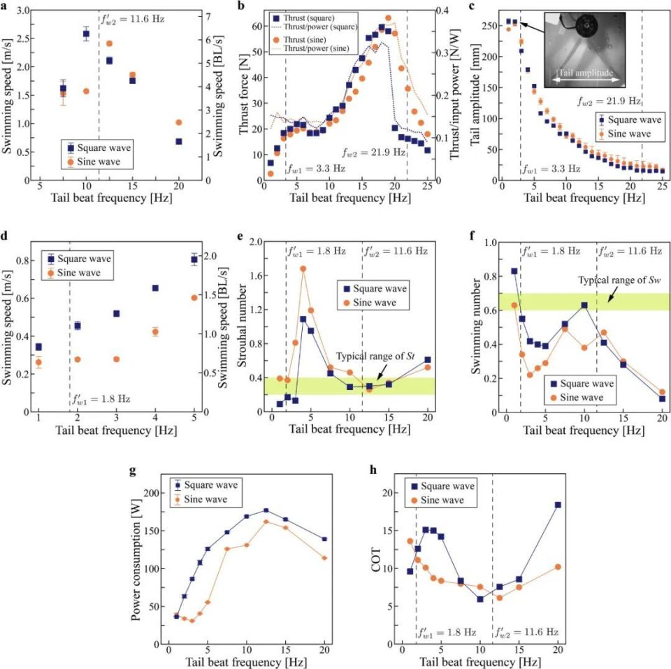 npj Robotics发表 日本研究团队打造基于连续体直驱仿生鱼_腾讯新闻