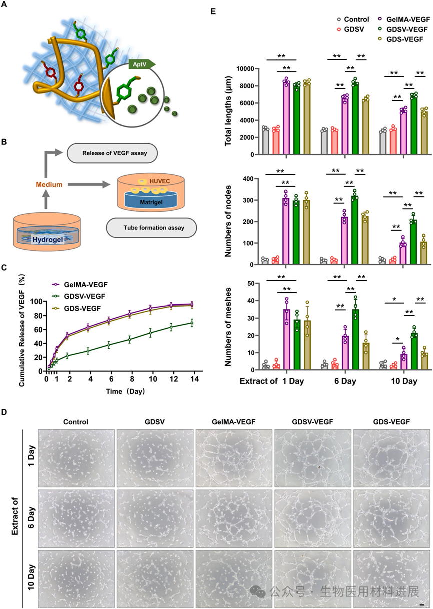 《Bioact. Mater.》上交大仁济医院陆尔奕、王鹏飞：加速血管化骨再生的细胞外基质模拟复合水凝胶_腾讯新闻