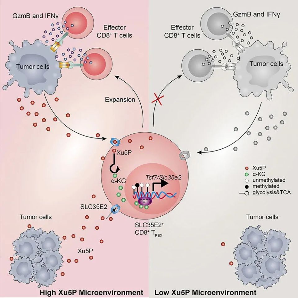 Cell Metab：王雄军团队合作发现植物中富含的Xu5P可提升转移性肿瘤的免疫治疗效果 | Cell Press论文速递_腾讯新闻