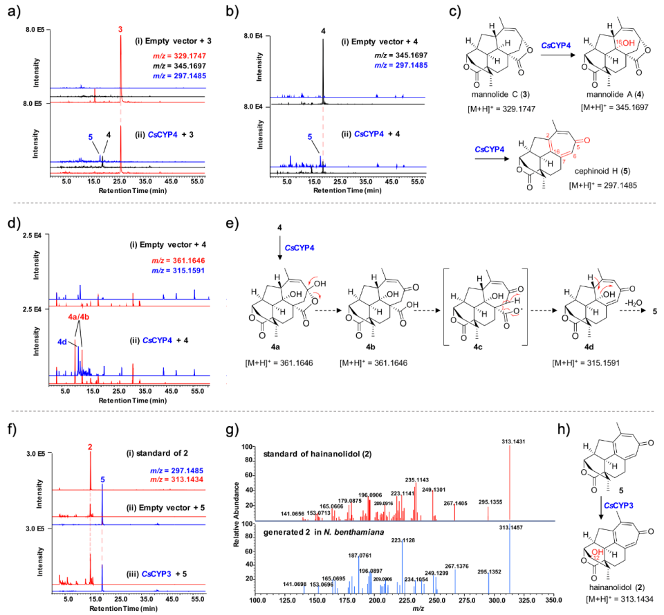 医科院药物所戴均贵团队Angew｜四个细胞色素P450酶介导三尖杉烷型二萜独特结构生物合成_腾讯新闻