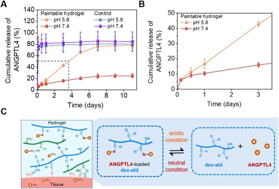 《Bioact. Mater.》可涂抹/缓释/粘附得水凝胶心脏补片用于梗塞心脏修复！_腾讯新闻