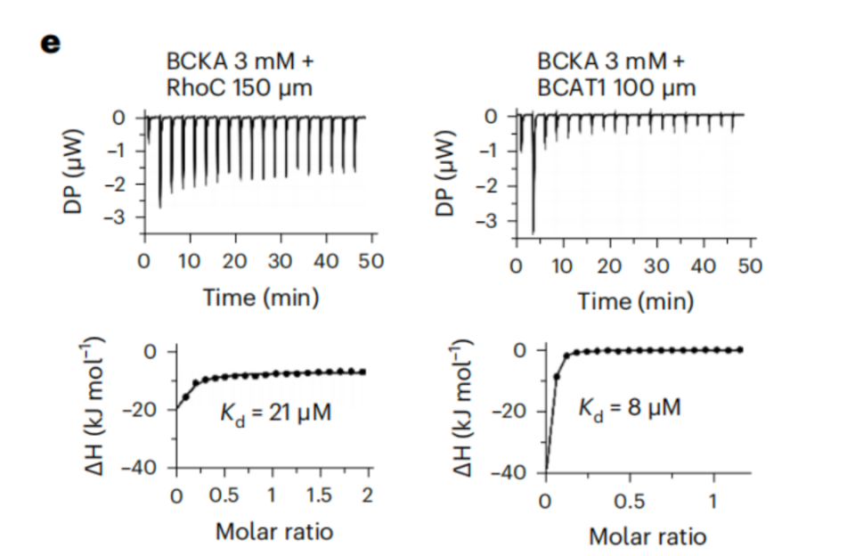 《自然·代谢》：复旦大学附属肿瘤医院团队发现BCAT1突变促进肿瘤生长转移，坎地沙坦或可预防该突变导致的癌症腹膜转移_腾讯新闻