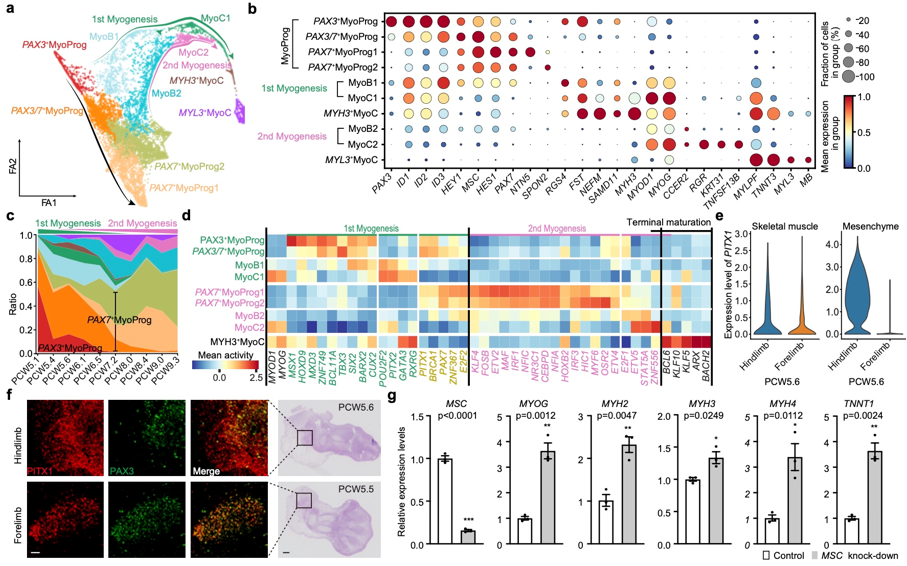 Nature | 张宏波/Sarah Teichmann合作建立首个人类肢体发育的单细胞图谱并解析关键调控机制_腾讯新闻