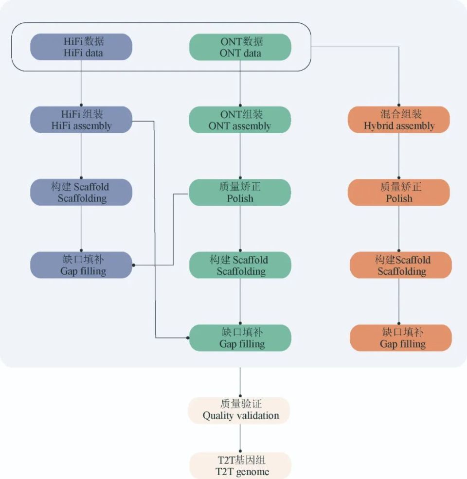 经典回顾，1000+基因组 | 陈玲玲教授团队综述植物端粒到端粒（T2T）基因组研究进展_腾讯新闻
