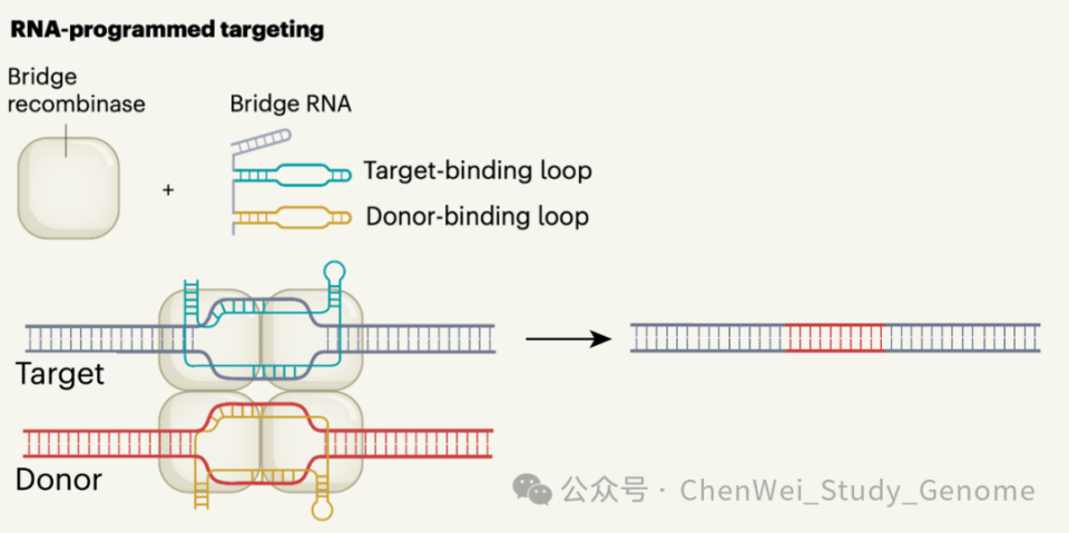 【陈巍学基因】视频 131：Bridge RNA 做基因编辑_腾讯新闻