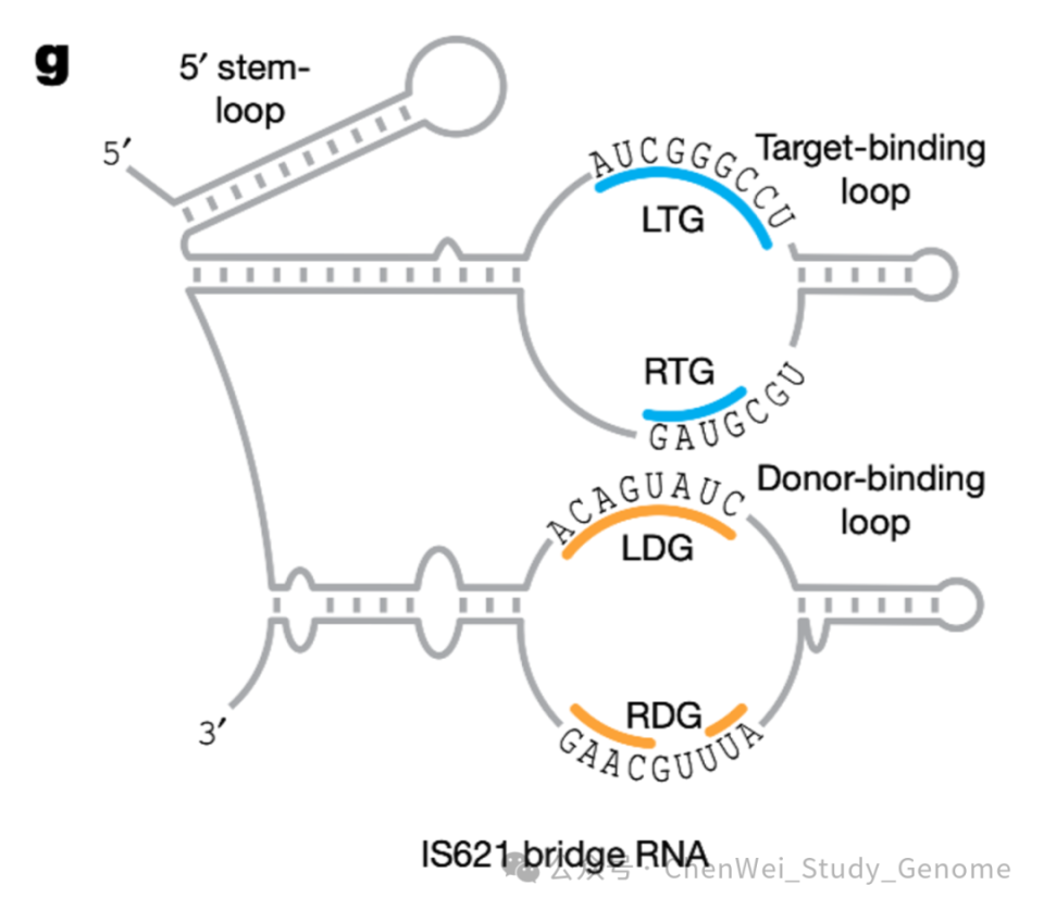 【陈巍学基因】视频 131：Bridge RNA 做基因编辑_腾讯新闻