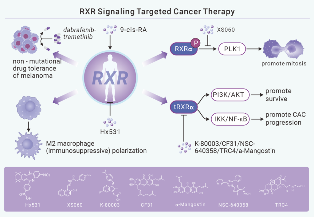 The Innovation Life | RXR——核内外双重调控肿瘤发生的关键因子_腾讯新闻