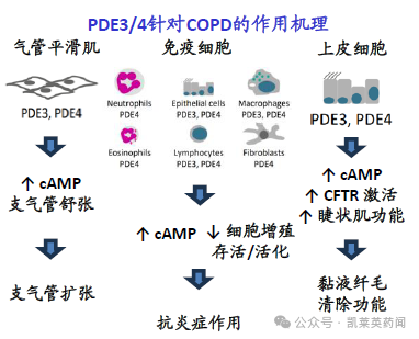 20多年来首个！FDA批准PDE3/4双靶点抑制剂Ensifentrine用于COPD_腾讯新闻