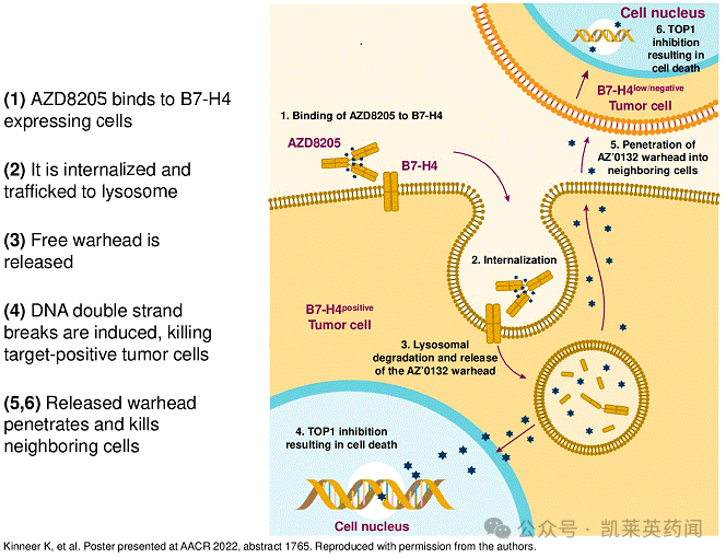不超50亿！翰森进军双抗ADC，扩大与普米斯EGFR / cMet双抗合作_腾讯新闻