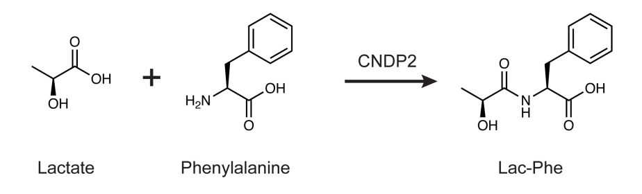 Cell：徐勇团队等发现这种人体产生的天然代谢物，能够抑制食欲、帮助减肥_腾讯新闻