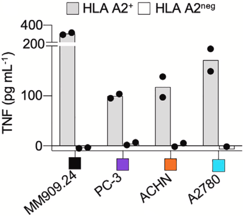 《细胞》：T细胞“卷王”出现！科学家首次在人体内发现超级杀伤性T细胞，能同时识别多个不同的肿瘤相关抗原，全方位抗癌丨科学大发现_腾讯新闻
