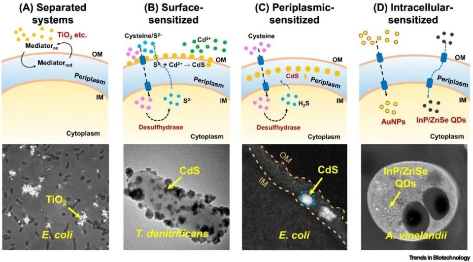 Trends in Biotechnology综述丨微生物光电化学系统在环境领域的应用进展_腾讯新闻